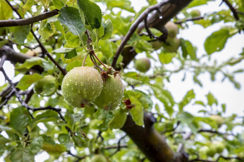 Green Apples Hanging from Tree Branches with a Rain Drops Stock Photo ...