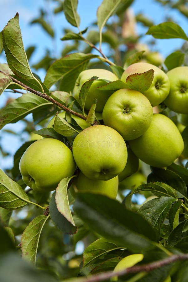 Green apples stock image. Image of harvest, fresh, farming - 59642157
