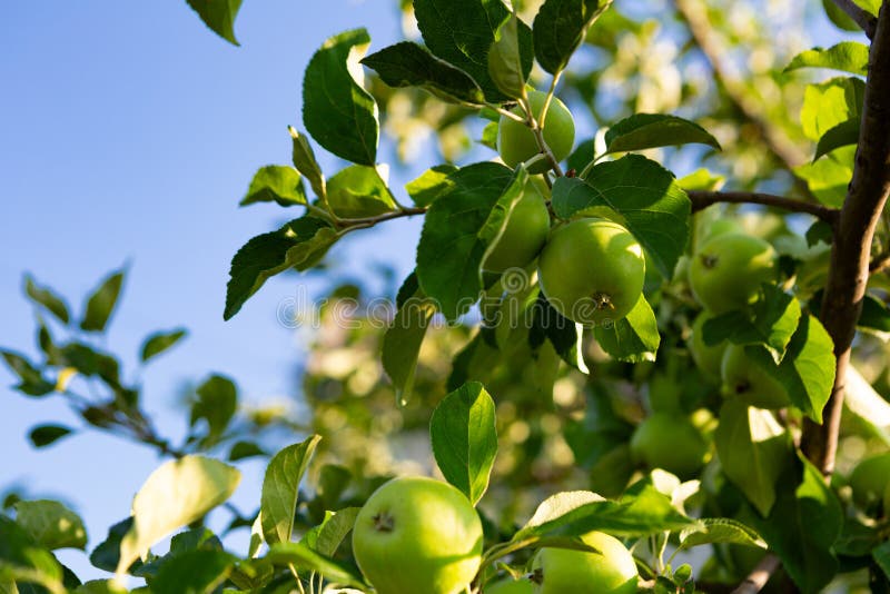 Green Apples on Plant Growing in Garden and Blue Sky Stock Image ...