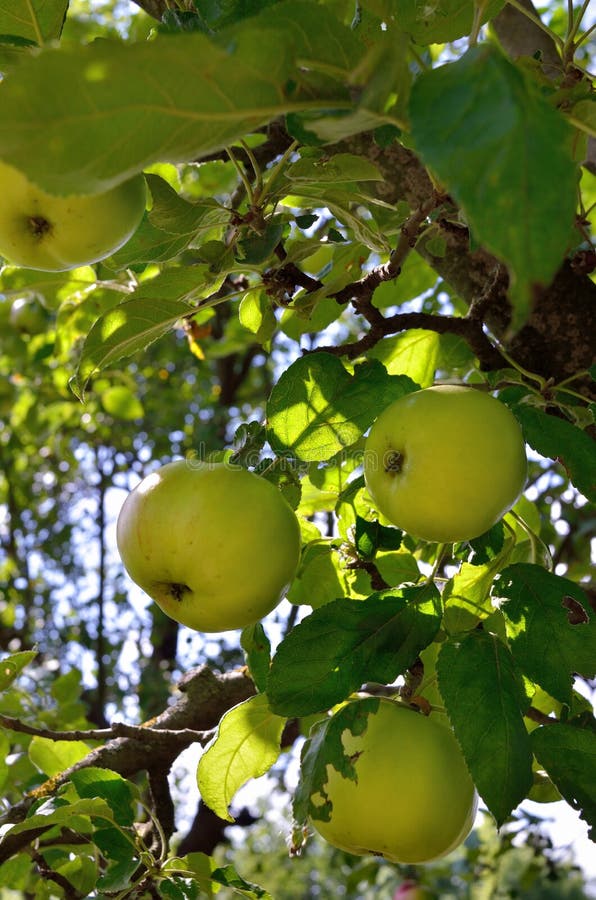 Green Apples Ripen on an Apple Tree among the Leaves Stock Photo ...