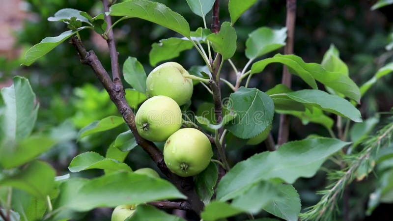 Green apples in the tree stock video. Video of bunch - 294347445