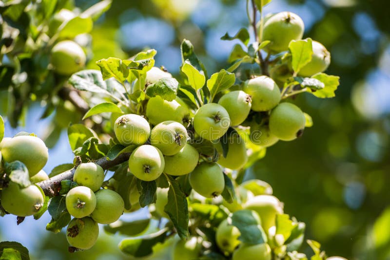 Green apples stock image. Image of autumn, growth, branch - 45506649