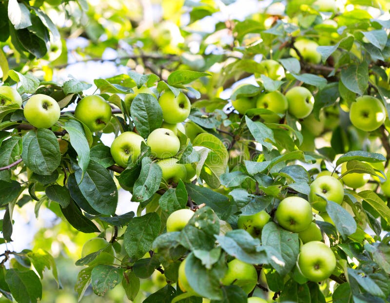 Green apples stock photo. Image of tree, apple, garden - 50008376