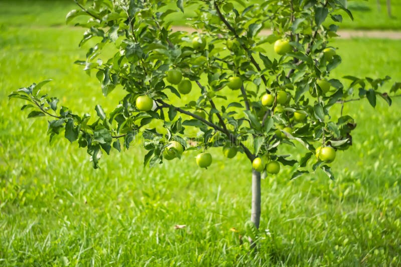 Green Apples on Tree. Green Apples on a Branch, Ready for Picking ...