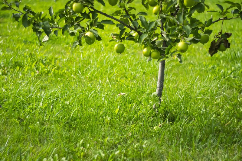 Green Apples on Tree. Green Apples on a Branch, Ready for Picking ...