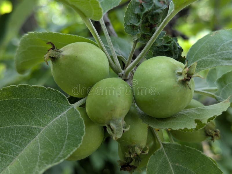 Green Apples on a Tree Branch. in the Second Month of Spring Stock ...