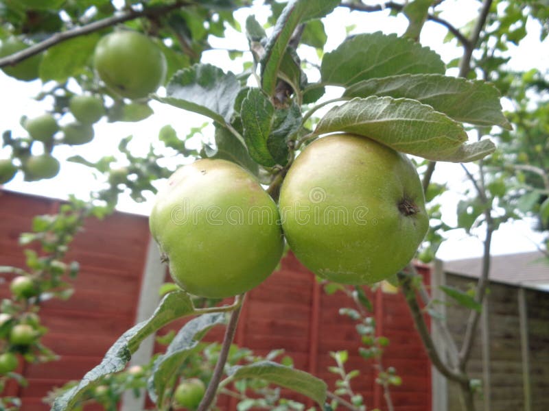 Green apples on tree stock image. Image of cooking, tree - 121440297