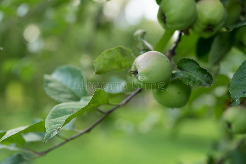 Green Apples on a Tree in Late Summer Closeup Stock Image - Image of ...