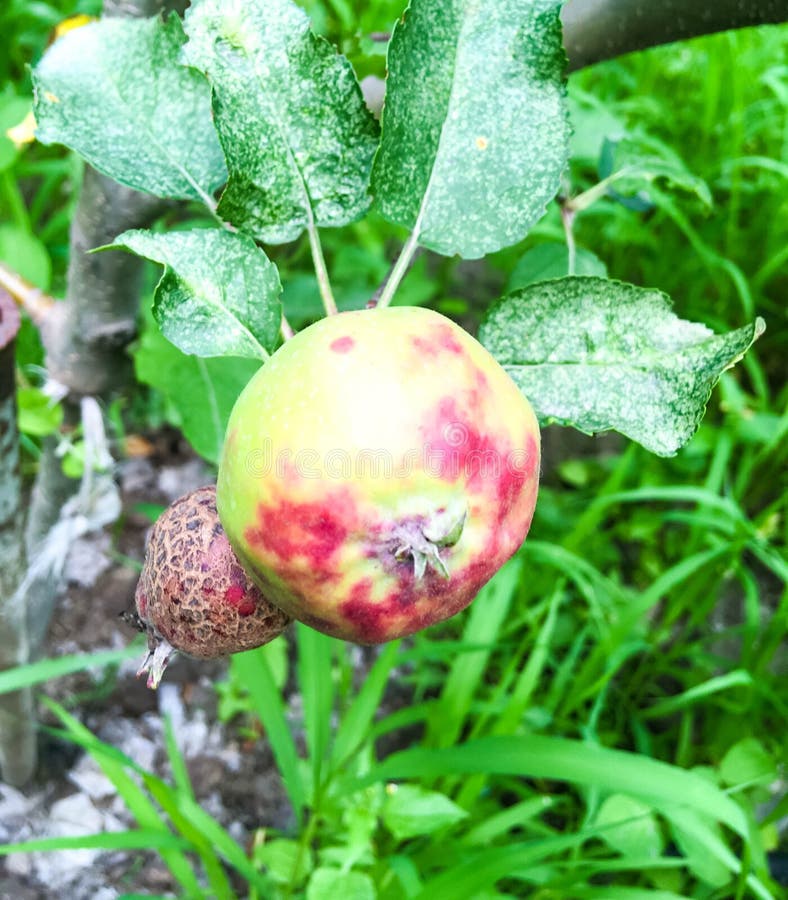 Lush Green Apples on Trees in the Middle of Summer. Stock Image - Image ...