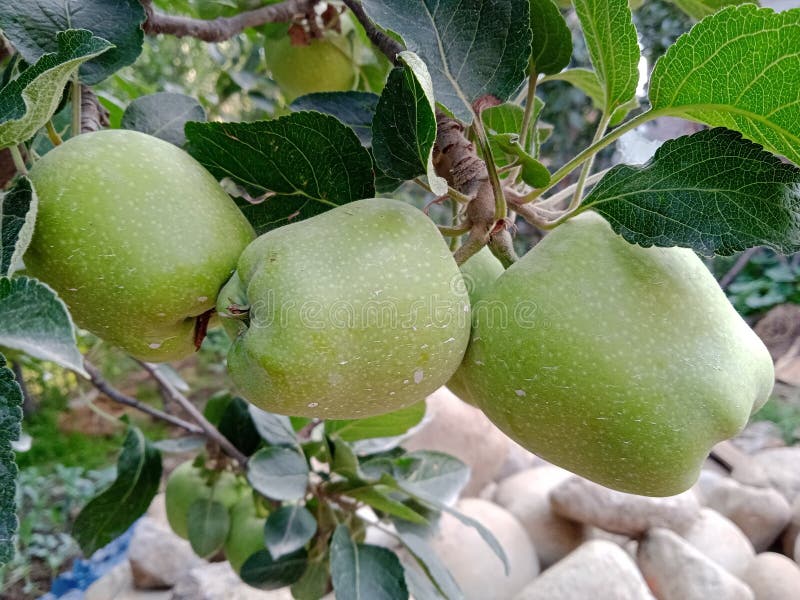Green Apples Unripened on the Tree Stock Photo - Image of leaves ...