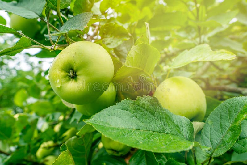 Green Apples on the Wild Apple Tree Stock Image - Image of fruit, leaf ...