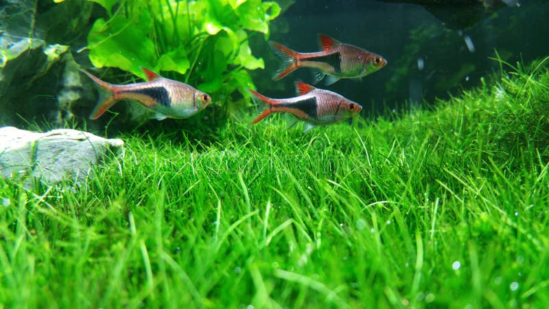 Green Aquarium stock image. Image of aquatic, beautiful - 65870779