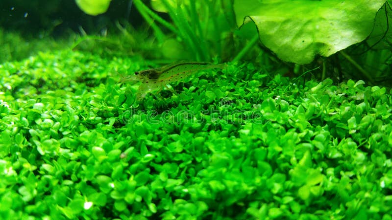 Green Aquarium stock image. Image of green, nature, design - 65870971