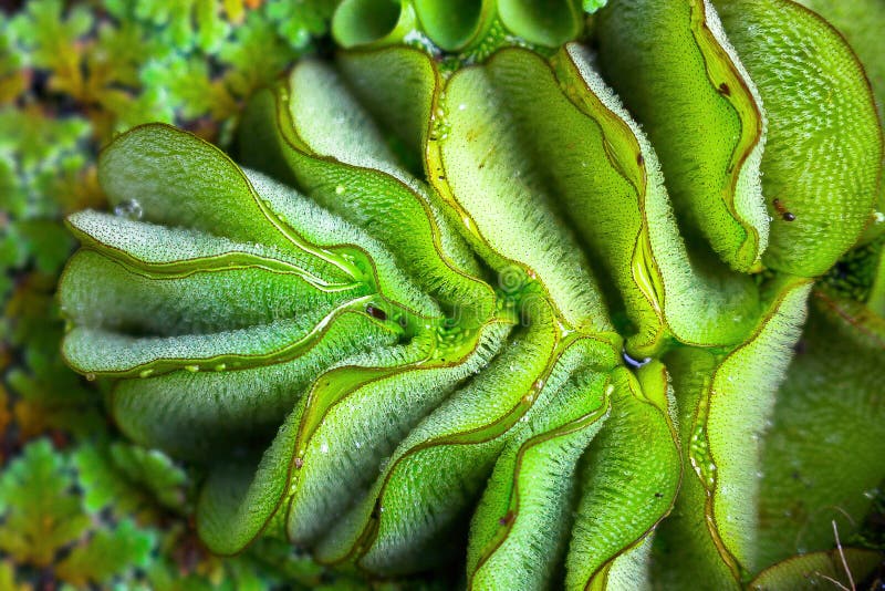 The Green Aquatic Plant Pattern Stock Photo - Image of garden ...