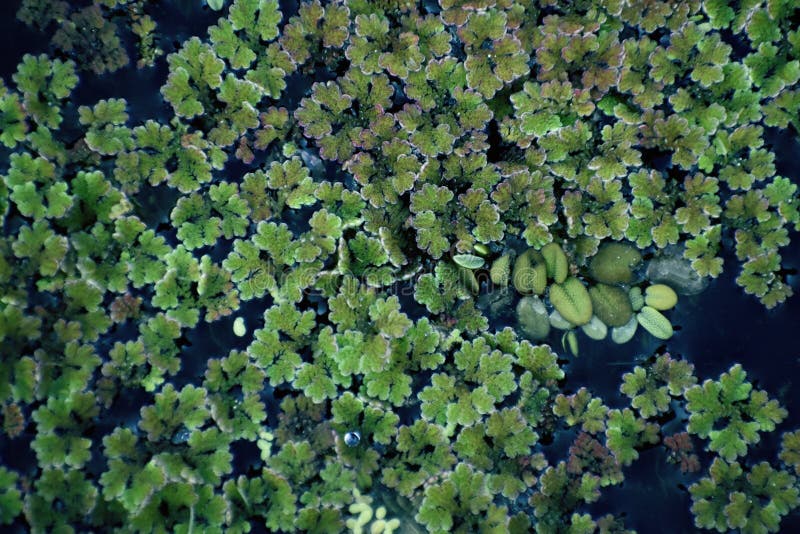 Green aquatic plants stock photo. Image of plants, garden - 262483632