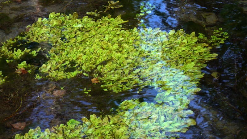 Green Aquatic Plants Floating in Clear Shallow Water of a Stream Stock ...