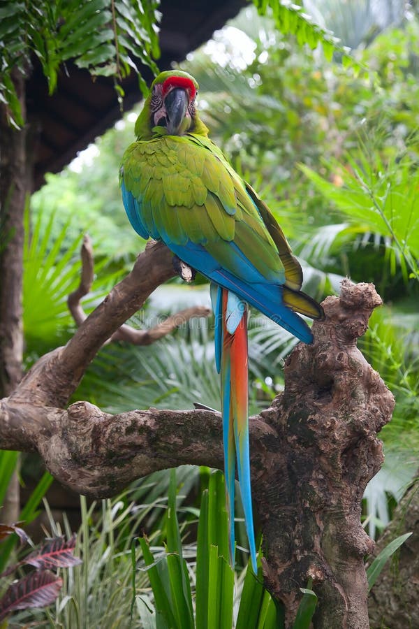 Ara parrot stock photo. Image of green, multi, pets, portrait - 15600756