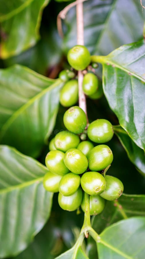 Green Arabica Coffee Bean in a Garden Stock Photo - Image of plantation ...