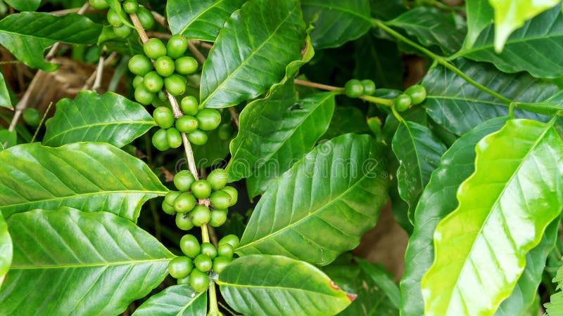 Green Arabica Coffee Bean in a Garden Stock Image - Image of organic ...