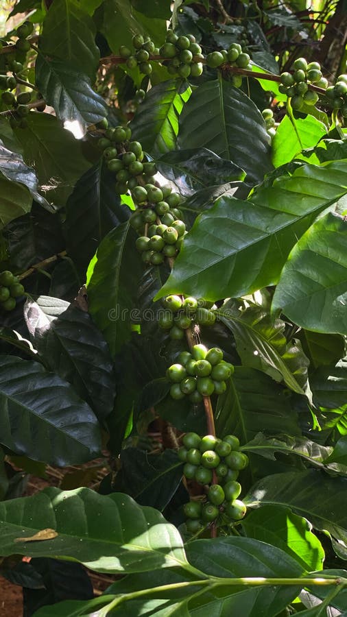 Green Arabica Coffee Coffee Tree Stock Photo - Image of coffee, arabica ...