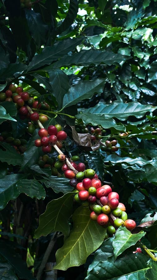 Green Arabica Coffee Coffee Tree Stock Photo - Image of cultivate, ripe ...