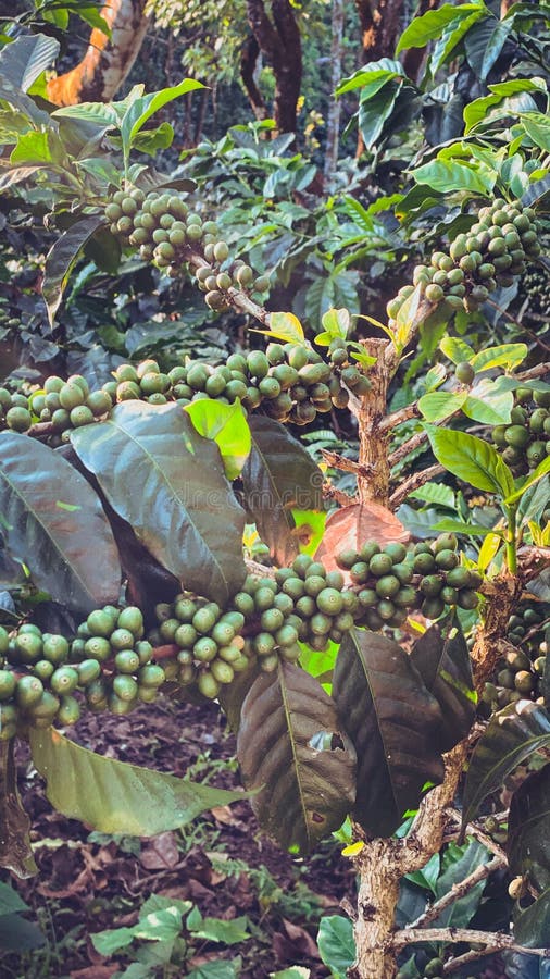 Green Arabica Coffee Coffee Tree Stock Photo - Image of coffee, arabica ...