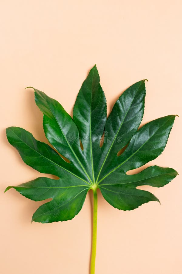 Green Aralia Leaf and Decorative Pineapple Stock Image - Image of card ...