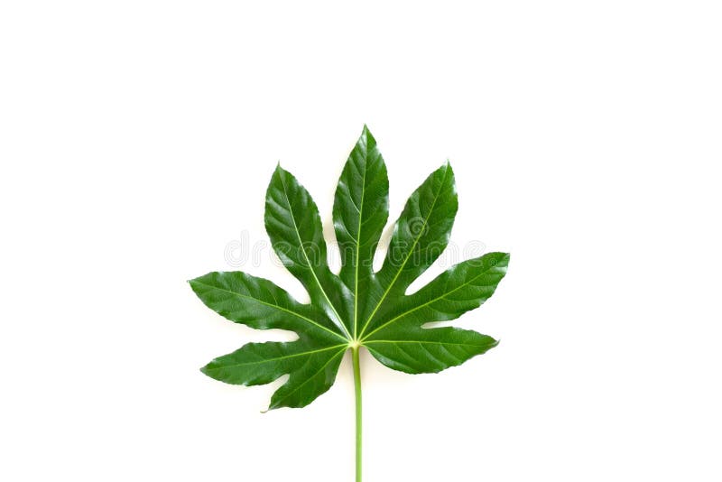 Green Aralia, Miagos Bush, Osmoxylon Lineare Stock Image - Image of ...