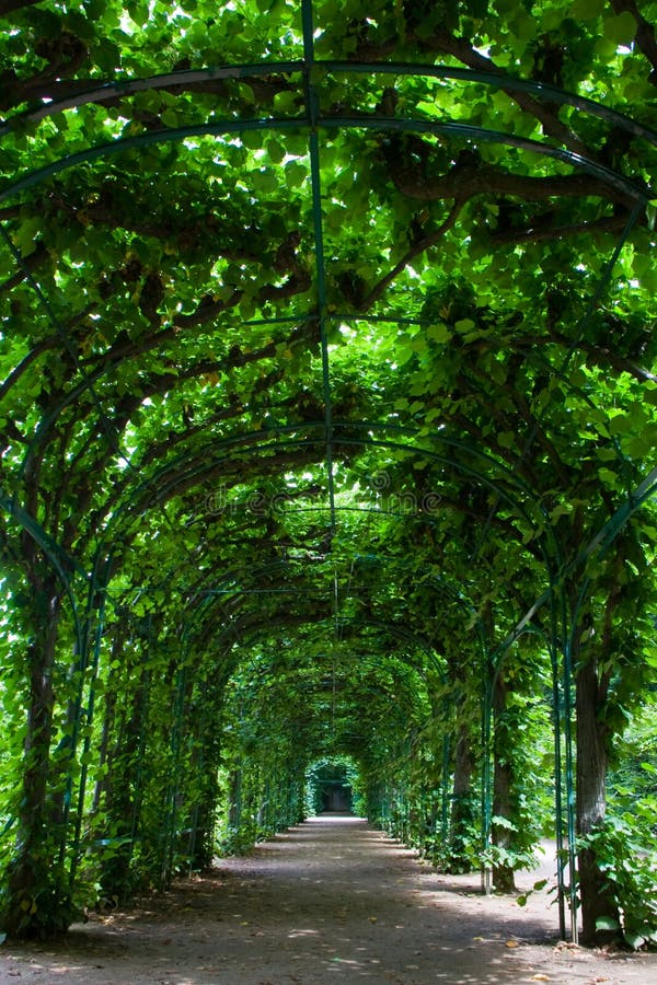 Green arbor stock photo. Image of branches, recess, outdoor - 13238988