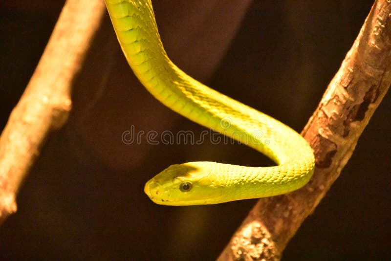 Dangling Snake Stock Photos - Free & Royalty-Free Stock Photos from ...