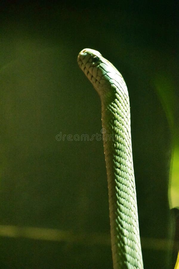 Green Arboreal Snake Rearing Up in Defence Stock Photo - Image of ...