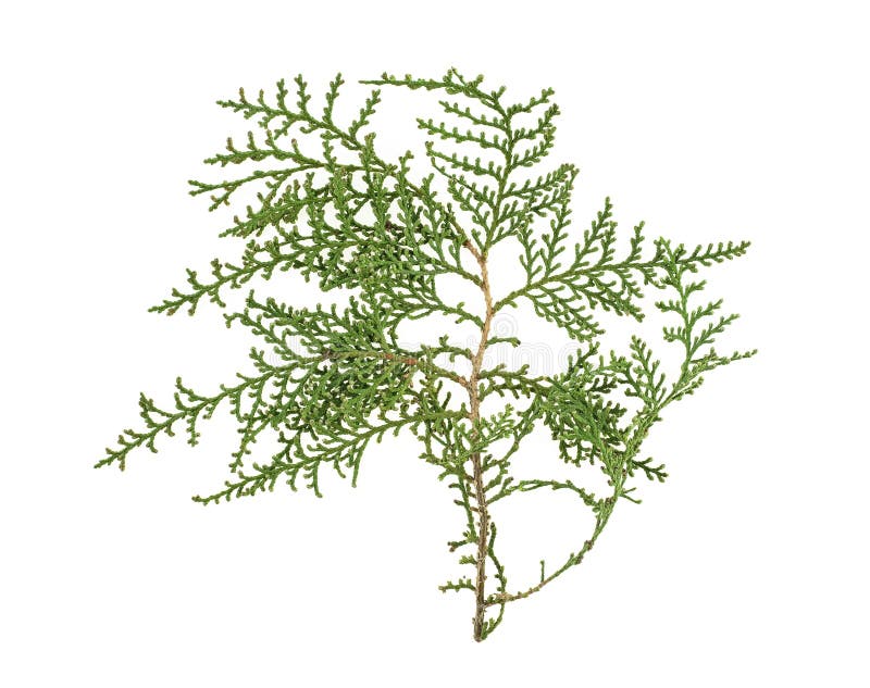 Green Arborvitae Branch Isolated on White Background. Thuja Branch ...