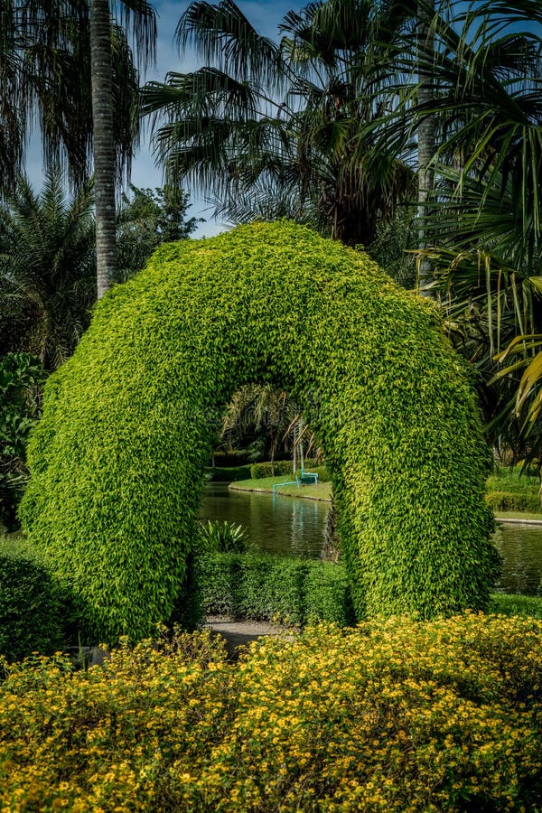 Green arch plants stock photo. Image of ceremony, wedding - 118788940