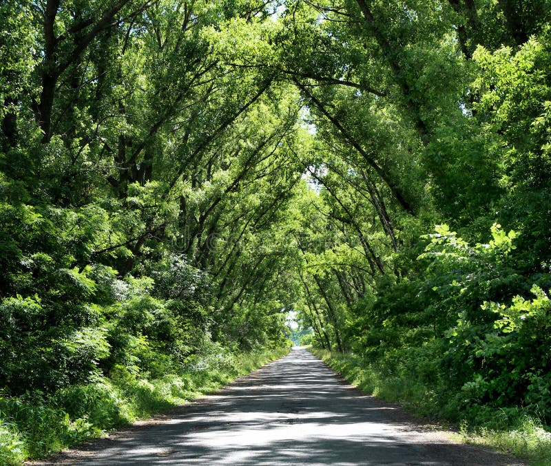Green Arch of Tree Crowns Over the Road Stock Image - Image of crowns ...