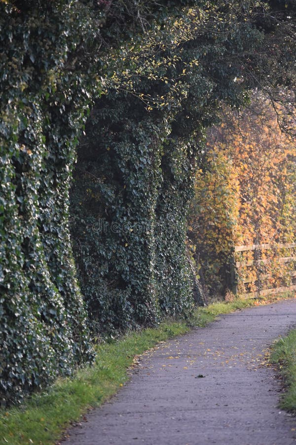 Green arch walking path stock image. Image of shrub - 203026843