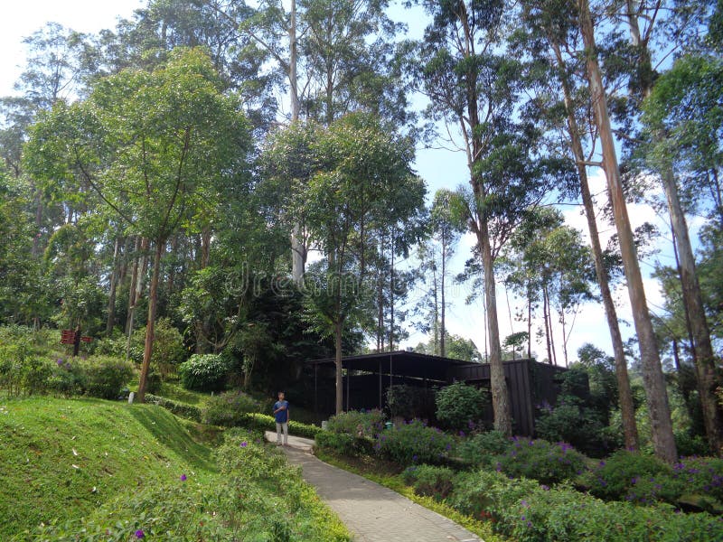 Green Area and Pine Trees with Bright Sky, West Java 2018 Stock Image ...
