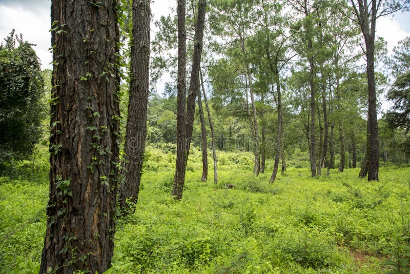 Green areas stock photo. Image of calendar, path, landscape - 87003126