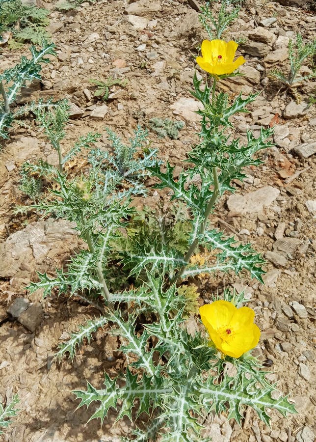 Closeup of Satyanashi , the Mexican Prickly Poppy Plant with Yellow ...