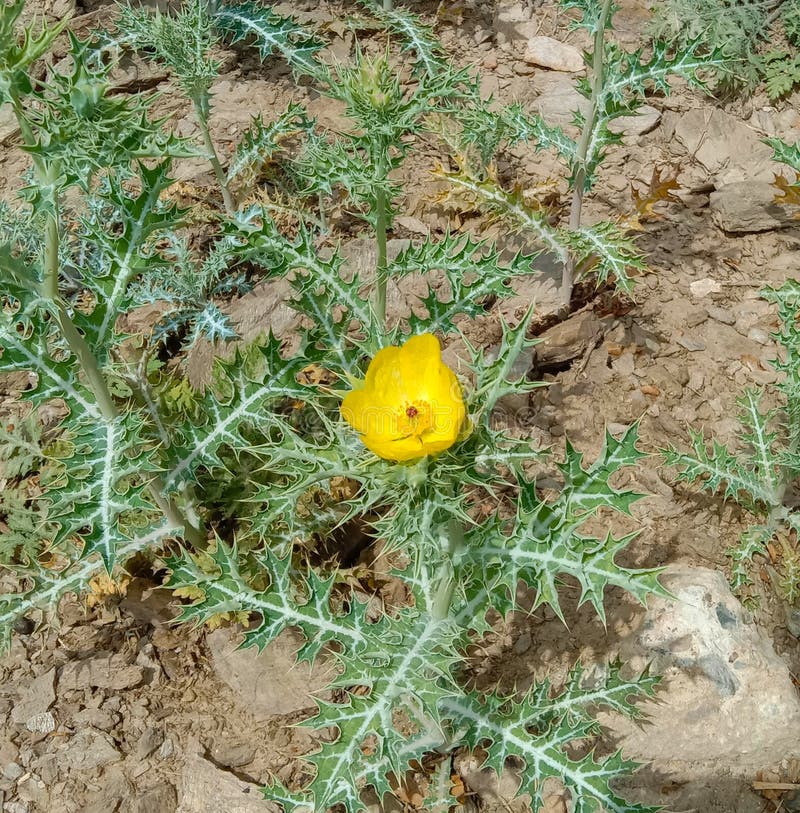 Green Argemone Mexicana or Satyanashi Medicinal Plant Stock Photo ...