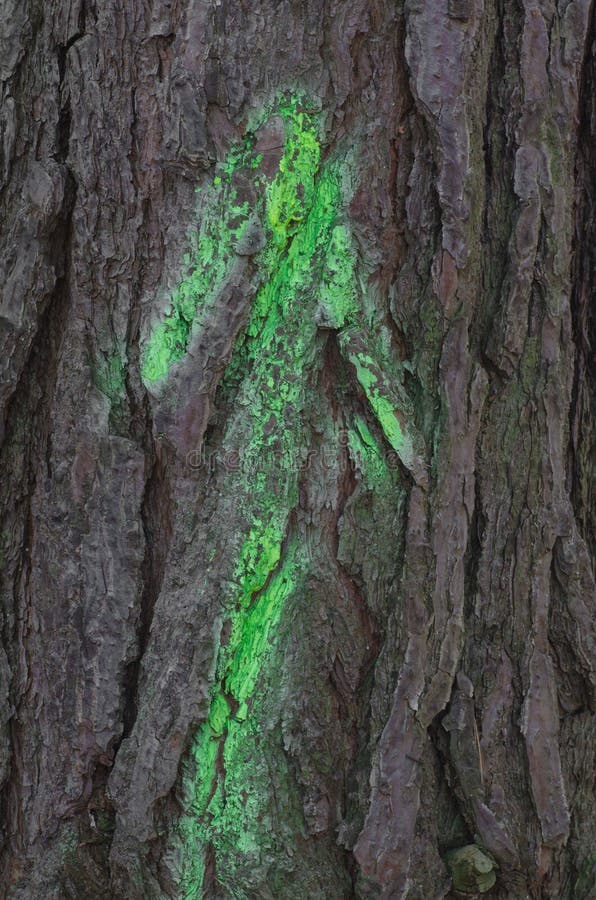 Green arrow on tree trunk stock photo. Image of sign - 36316258