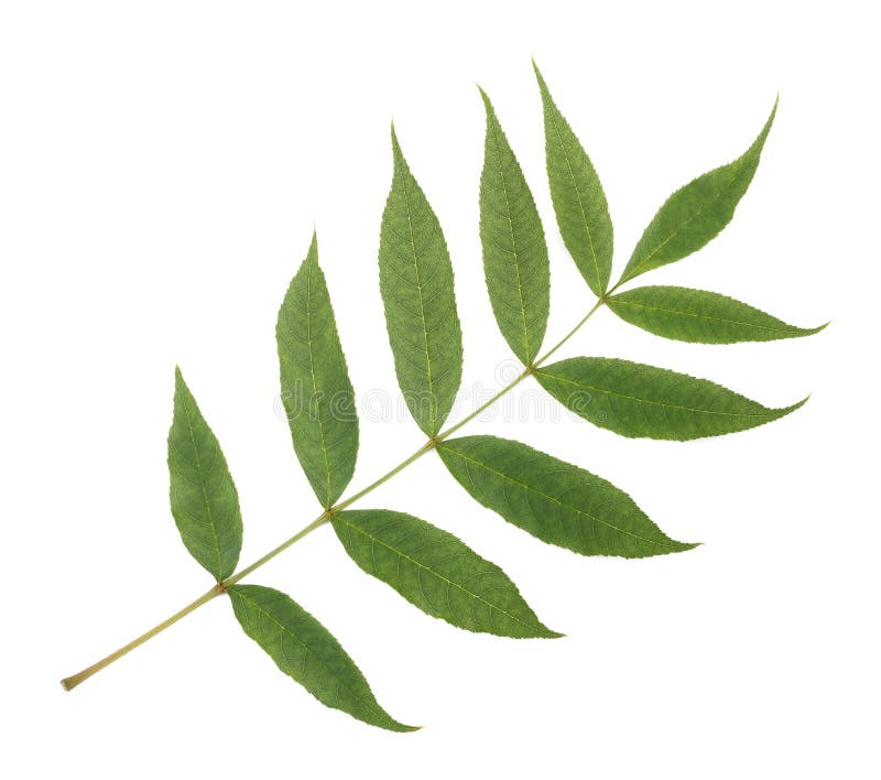 Green Ash branch stock photo. Image of fresh, deciduous - 92906204