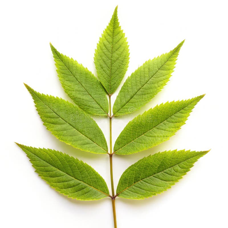 Green Ash Leaf Displayed Against a White Background on Standard Scale. Generative AI Stock Photo ...
