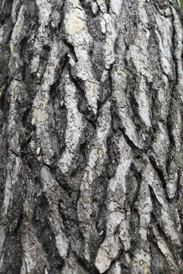 .Green Ash Tree Bark Texture Stock Image - Image of rough, pattern ...