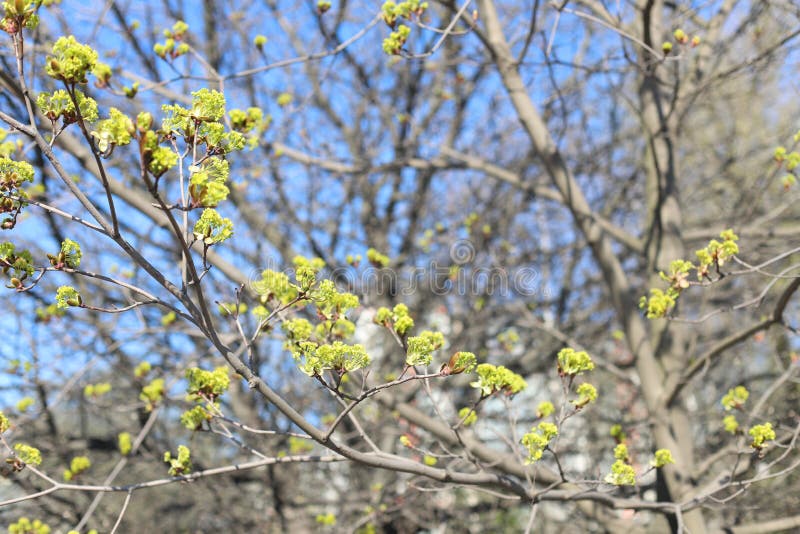 Green Ash Tree Branch and Blue Sky. Springtime, Closeup, Copy Space ...