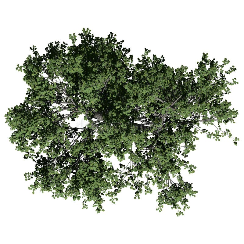 Green Ash Tree Top View Isolated on White Background Stock Photo ...