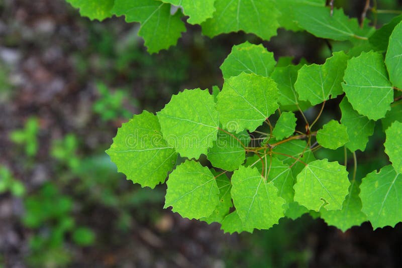 Green aspen leaves stock photo. Image of green, biology - 304132338