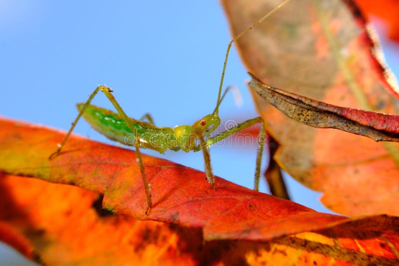 Green Assassin Bug stock photo. Image of natural, invertebrate - 236169404 Green Assassin Bug stock photo. Image of natural, invertebrate - 236169404