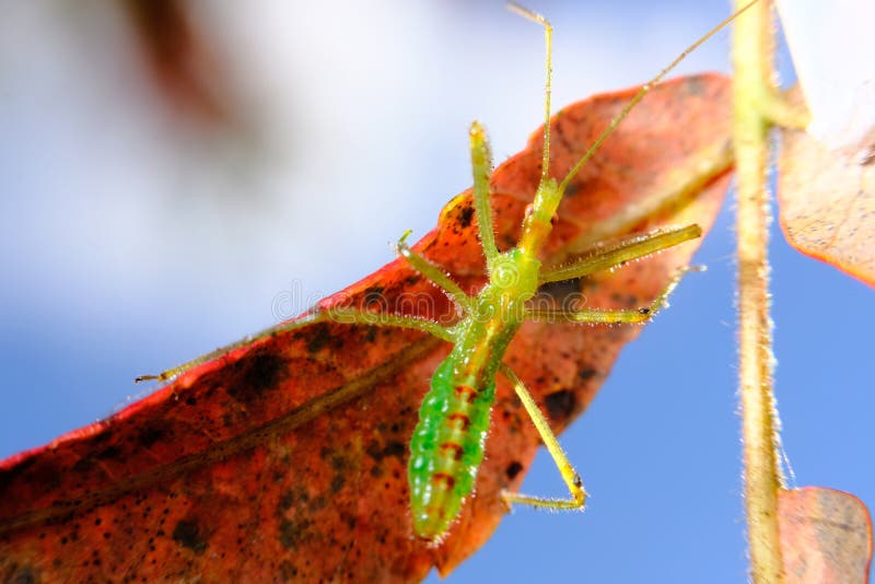 Green Assassin Bug stock image. Image of leaf, close - 236169405 Green Assassin Bug stock image. Image of leaf, close - 236169405