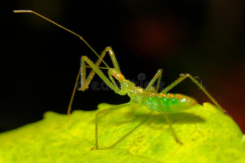 Green Assassin Bug stock photo. Image of macro, detail - 236169416 Green Assassin Bug stock photo. Image of macro, detail - 236169416