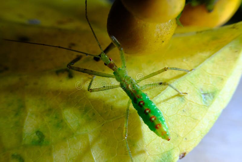 Green Assassin Bug stock image. Image of natural, environment - 236169423 Green Assassin Bug stock image. Image of natural, environment - 236169423